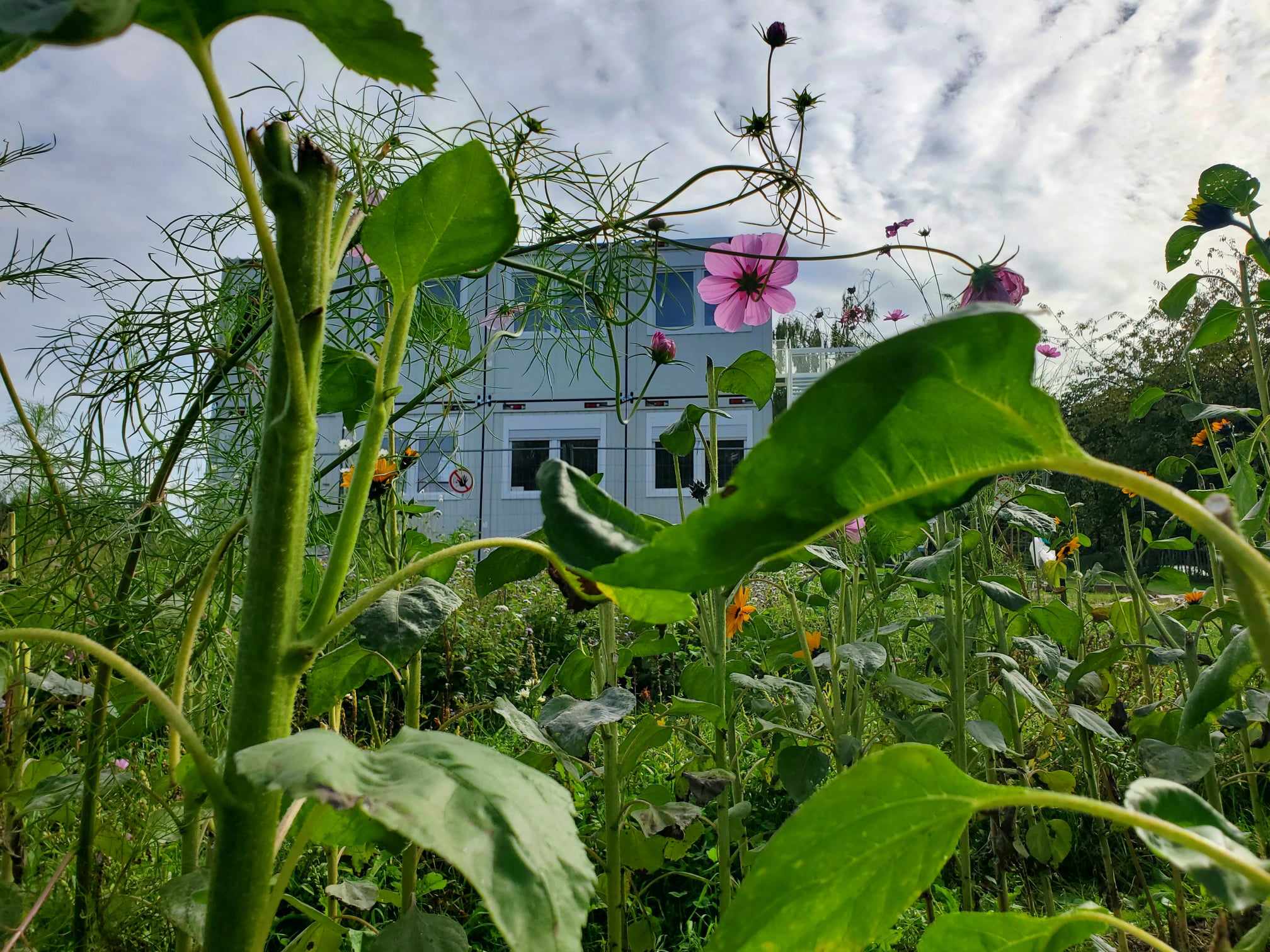 Cailles est ouvert ! - Communa ASBL
